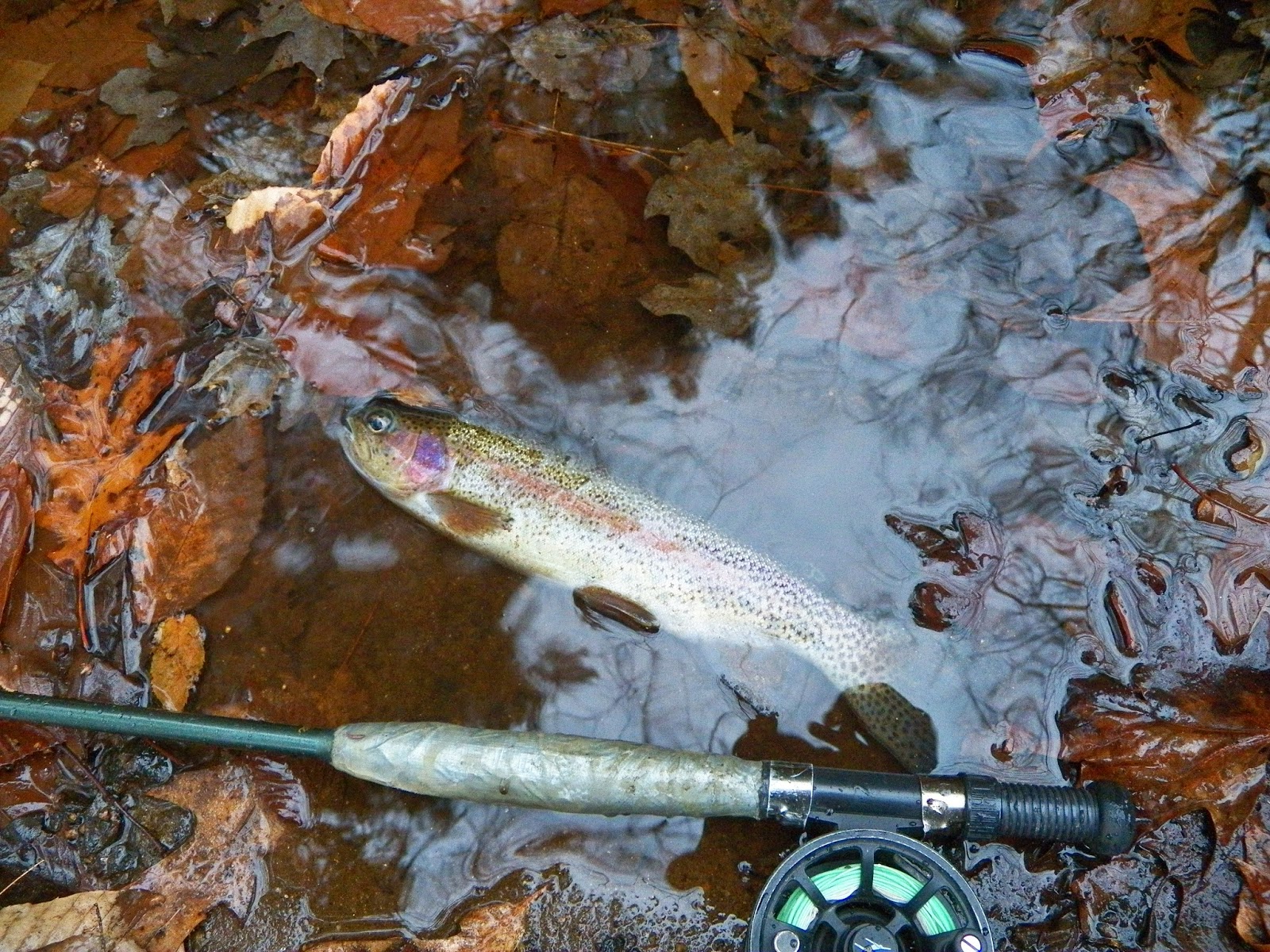 Connecticut Fly Angler: The First Fish with the Duct Tape Handle