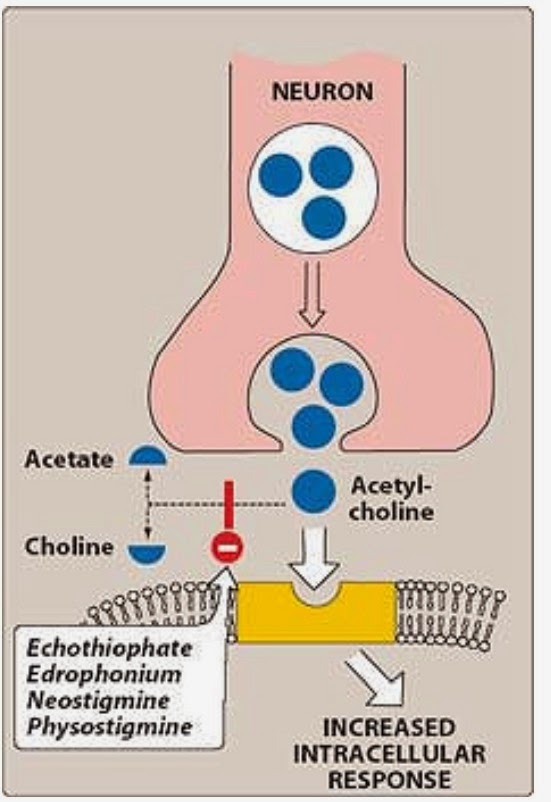 Pharmacological Blog: Cholinergic Agonists