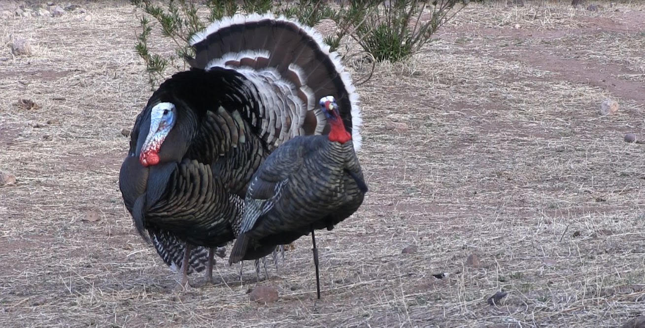 Goulds Turkey Hunt: 2013 Gould's Turkey Hunt-Joe Bittner's Long Bow ...