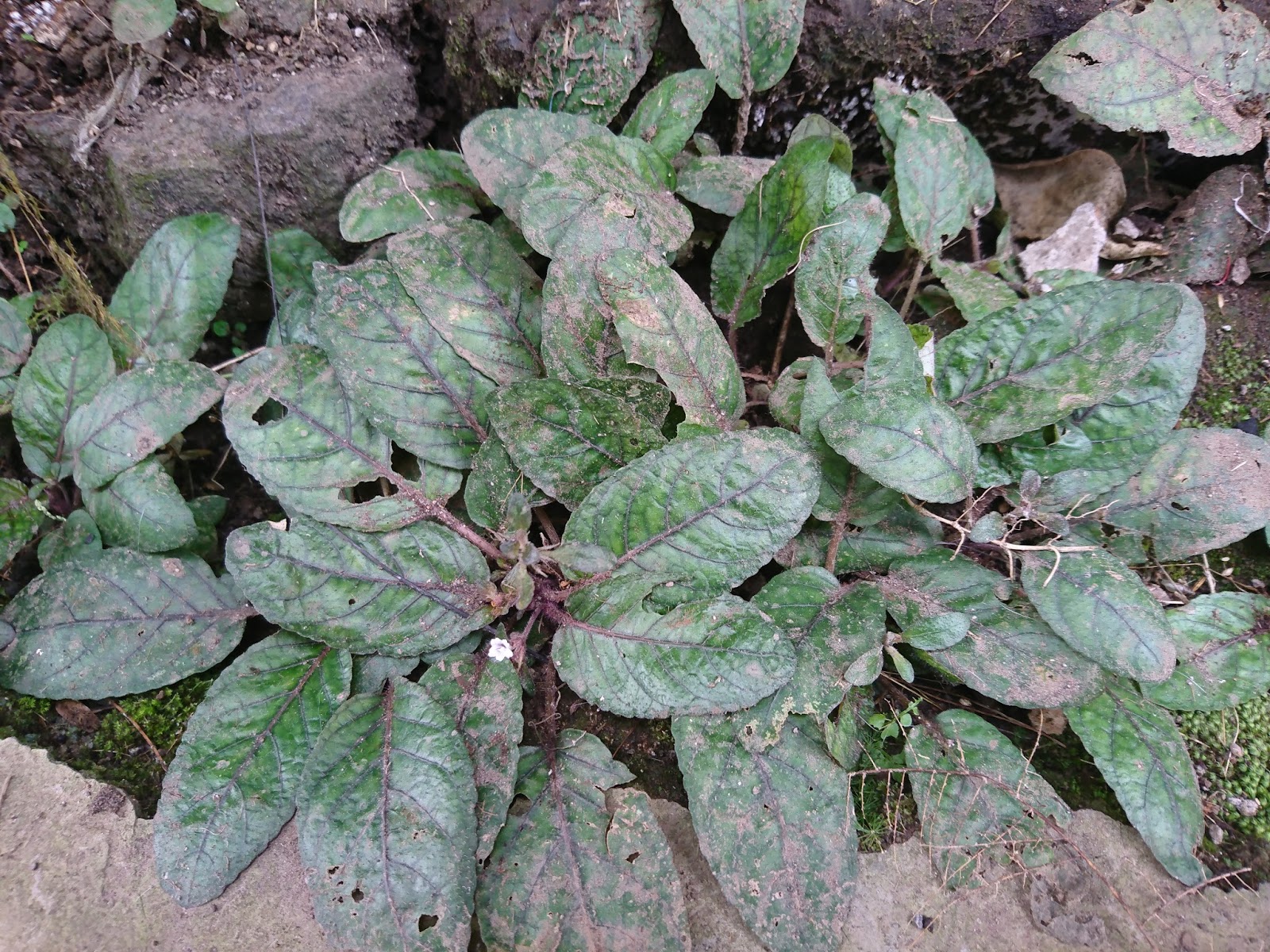 Sambang Getih si serap Racun dan sebagai obat - Ragam Indonesia