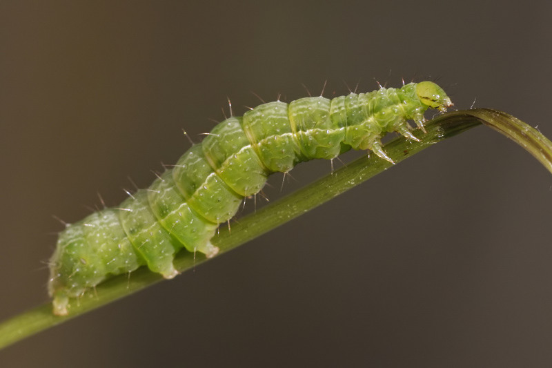 Limousin Photos Nature - Papillons et Chenilles: Autographa gamma ...