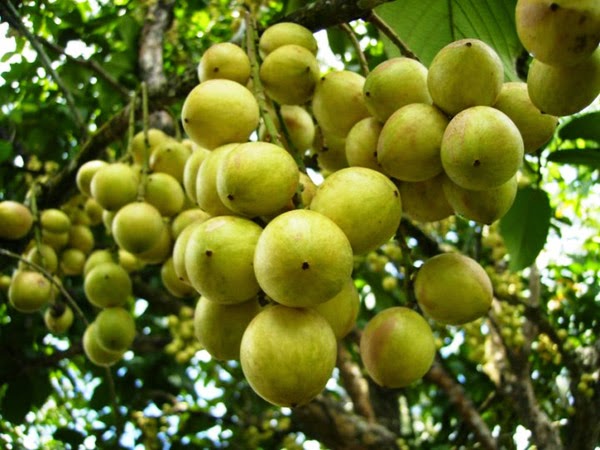 Healty: The Benefits of Rambai Fruits (Baccaurea motleyana) for Health