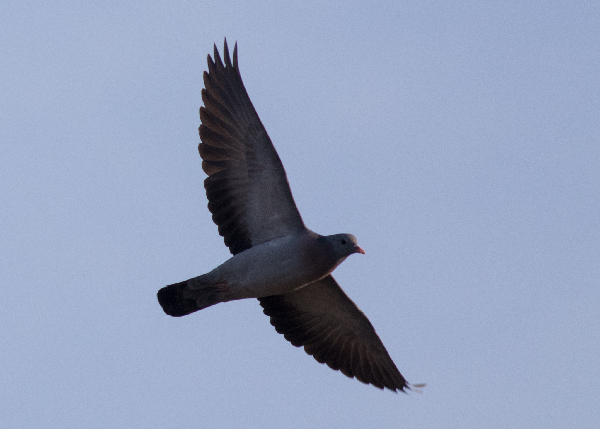 Gjerrild Fuglestation: Gjerrild Nordstrand Øst 21. februar 07.00 - 14. ...
