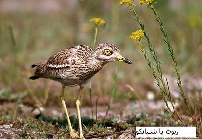 Birds Found in Balochistan | Balochistan Info