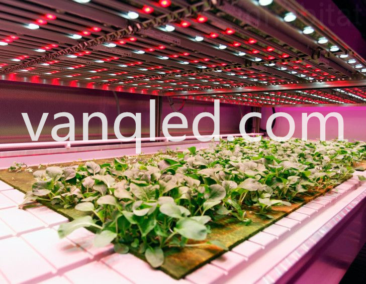 Characteristics and Development Significance of Hydroponic Vegetables