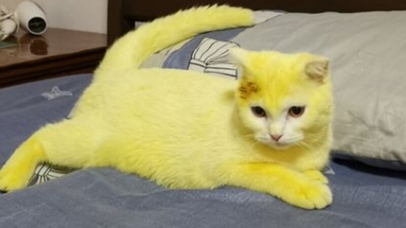 Michipedia: Tipos de michis