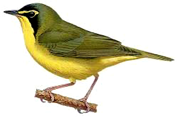 Bellas Aves de El Salvador: Geothlypis formosa ( chipe cachete negro o ...