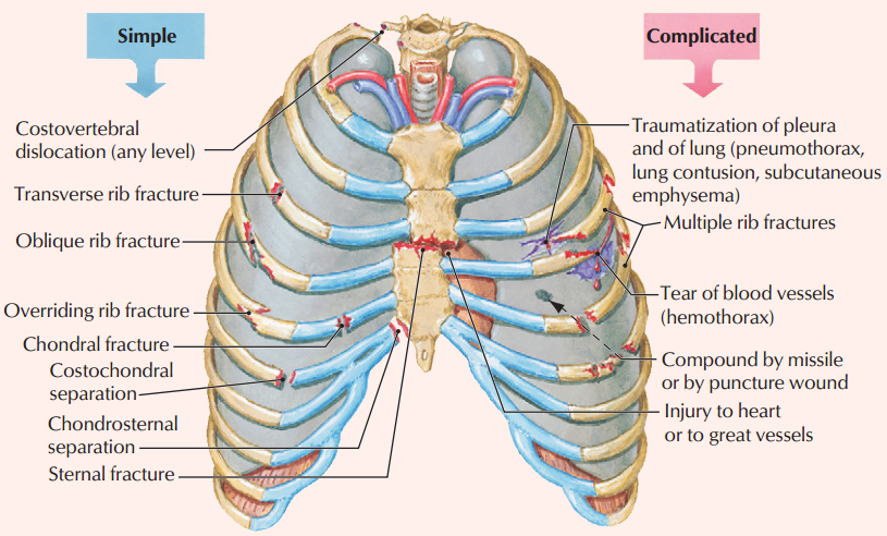 Simple Thoracic Cavity Diagram