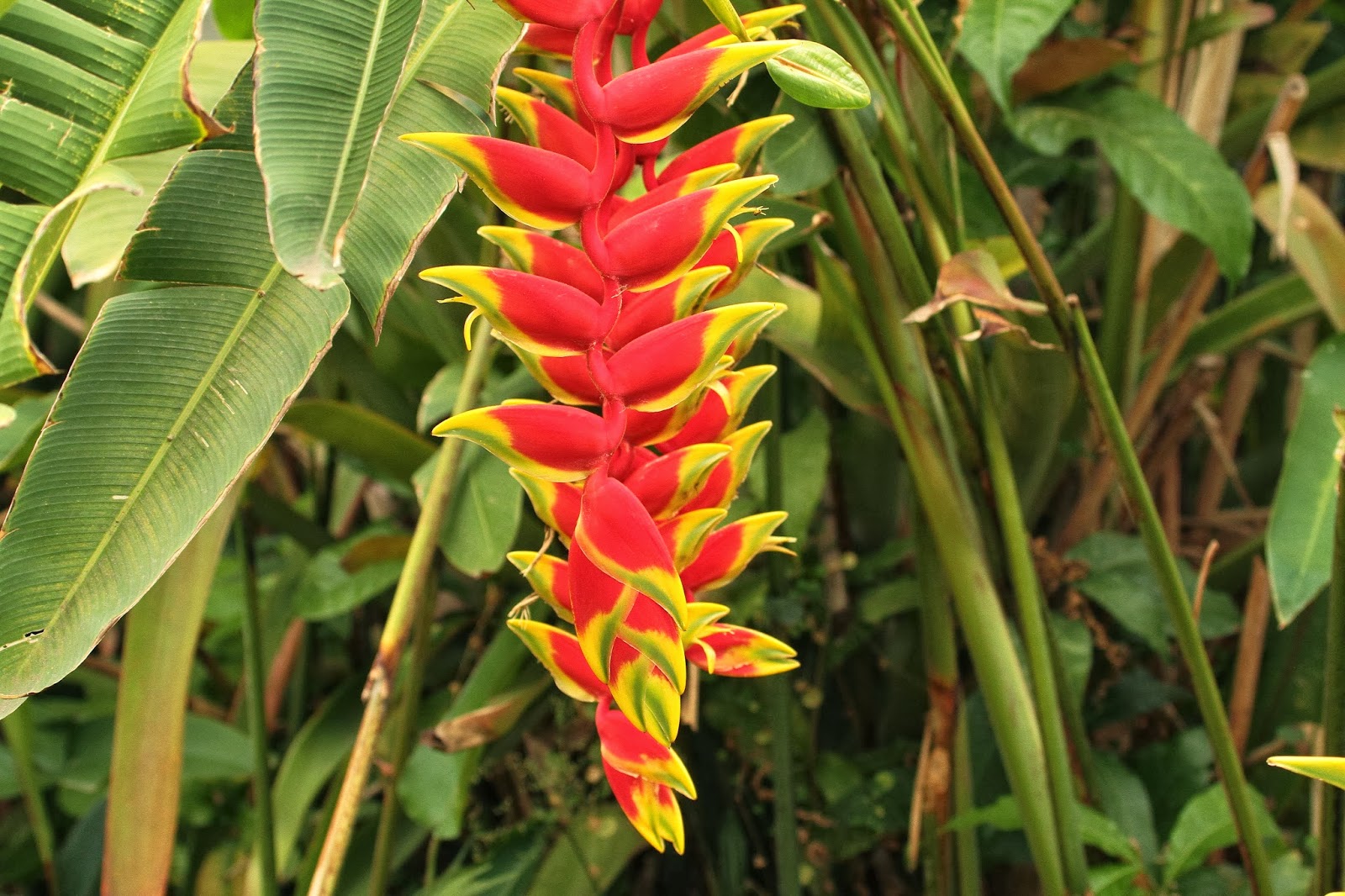 Nuestro bello mundo...: Barred Antshrike, etc. pictures taken in my ...