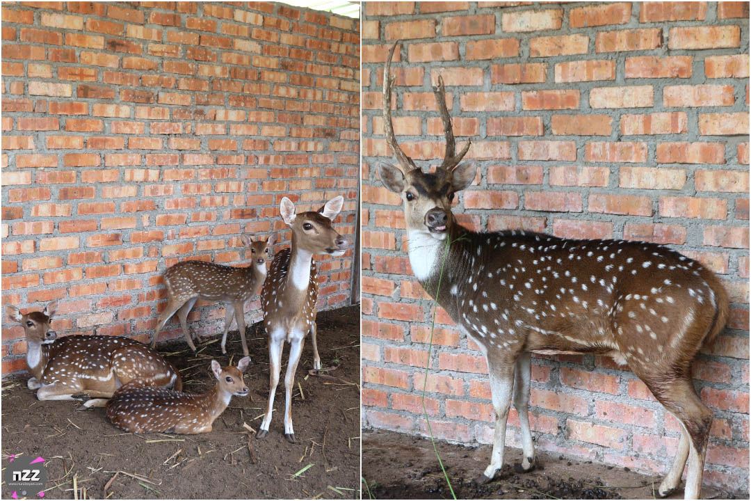 Mini Zoo: Rabbit Fun Land, Lenggeng, Negeri Sembilan
