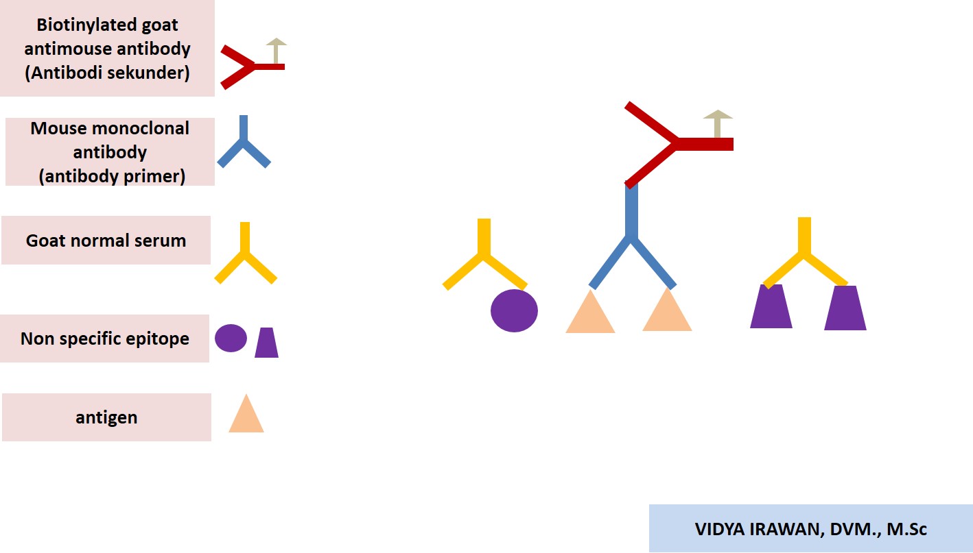 IHC PART 3: NORMAL SERUM DAN IMMUNOFLUORESCENE