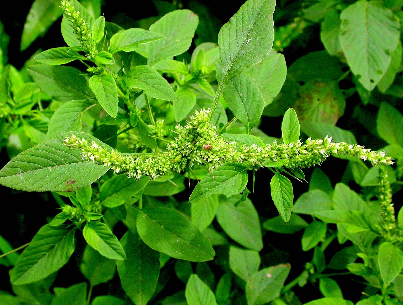 TREATMENT BAYAM DURI (Amaranthus spinosus) ~ TRADITIONAL JAMU HERBAL ...
