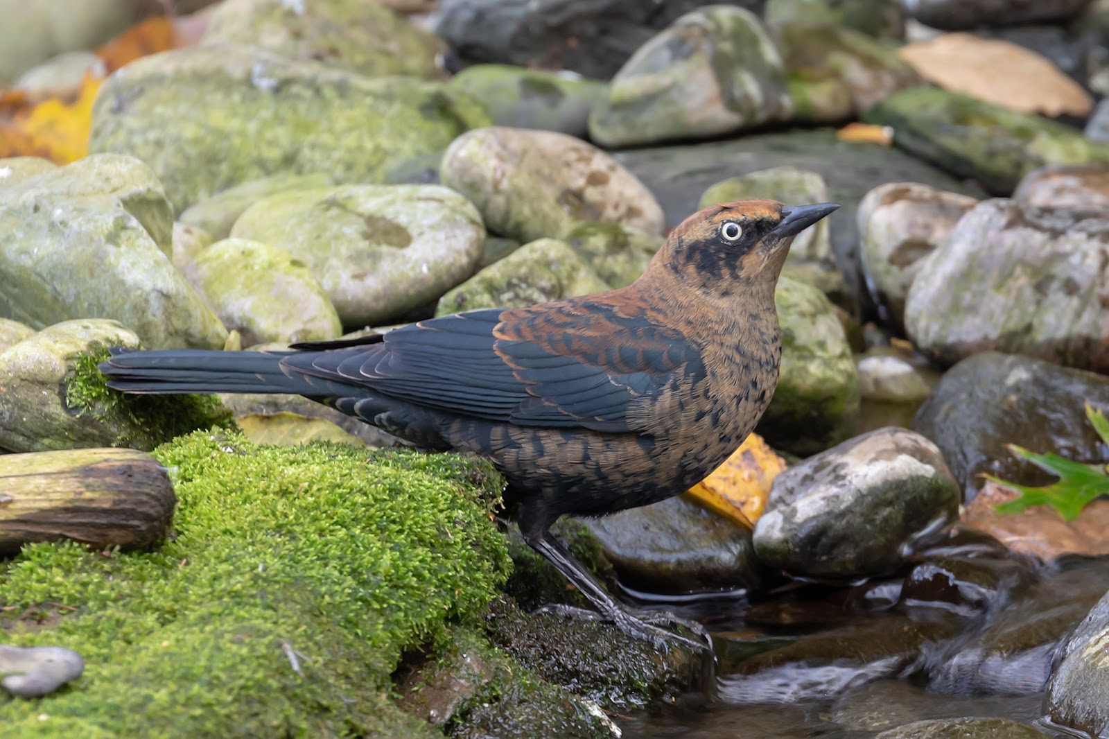 Rusty blackbird.