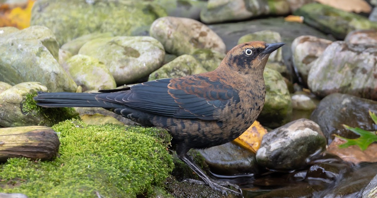 Rusty blackbird.