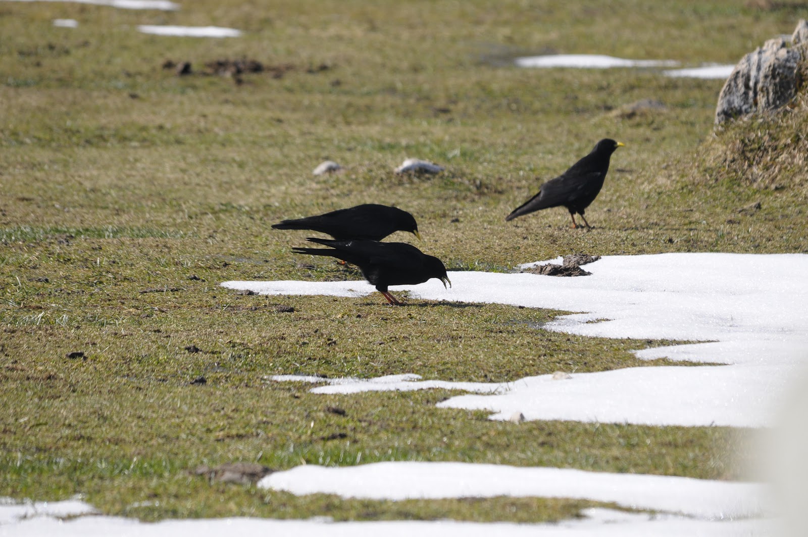 EL NIDO DEL XUAN: CHOVA PIQUIGUALDA Y PIQUIRROJA