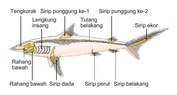 Biologi Kelas X Kelas Vertebrata Pisces | Biologi Kelas