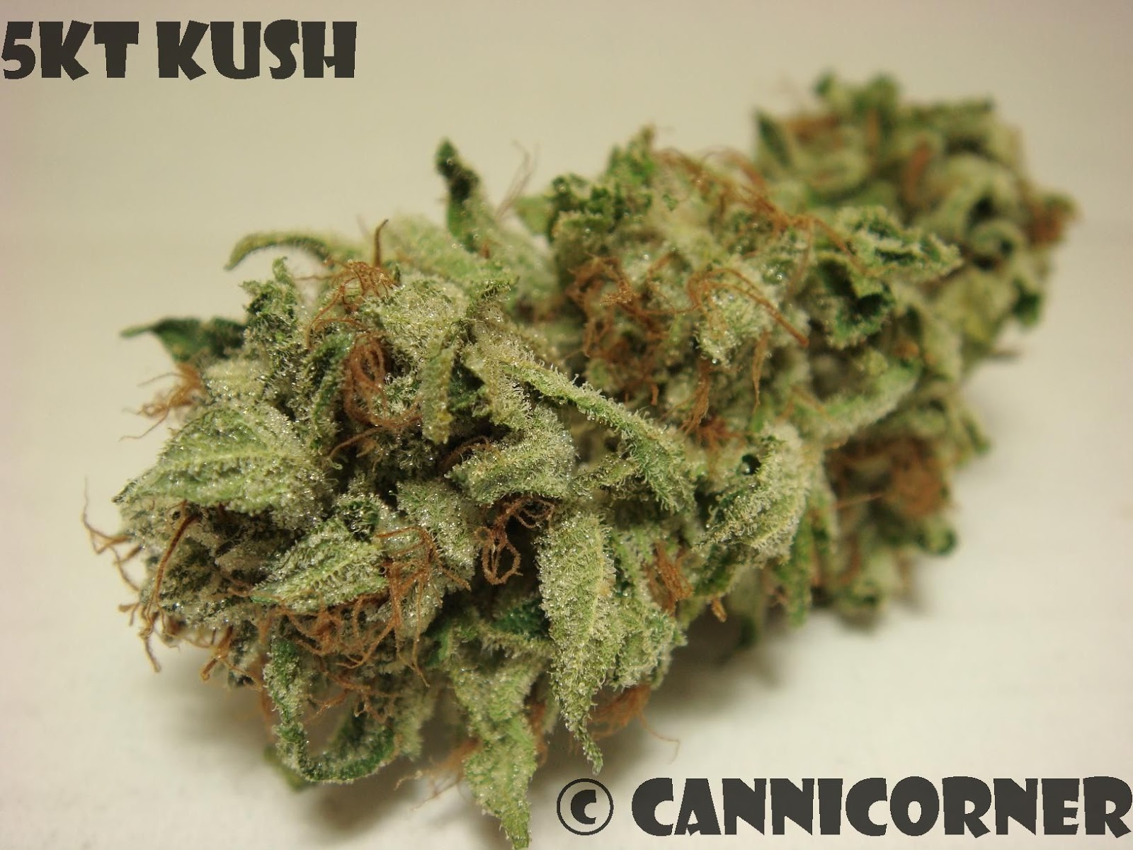 CanniCorner: 5KT Kush (Unknown Grizzly Genetics)