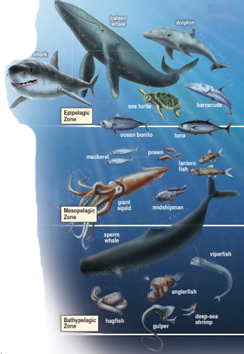 Coastal Ecosystems Border the Oceans