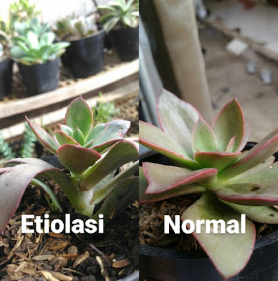 Etiolasi pada Sukulen | Succulentpedia