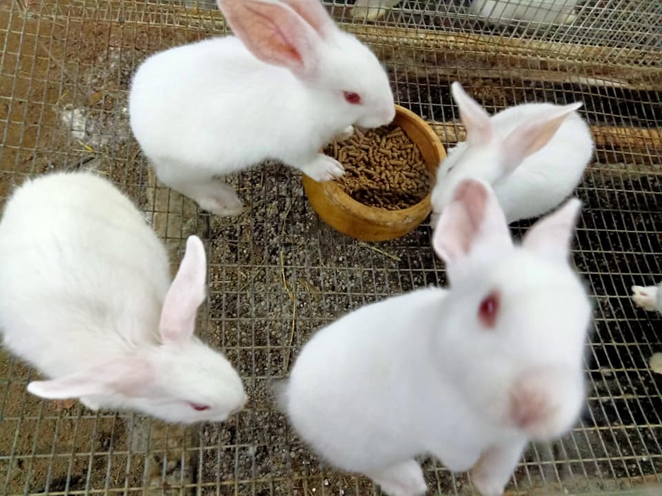 10 Haiwan Peliharaan Di Rumah Yang Selalu Menjadi Pilihan Malaysia