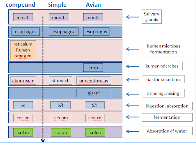 Vet Blog: Digestive System