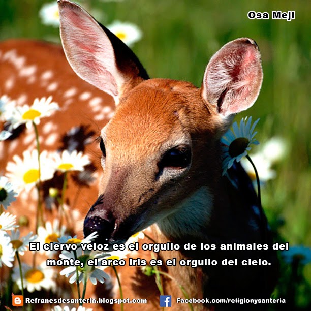 Refranes de osa meji | Refranes de Santeria