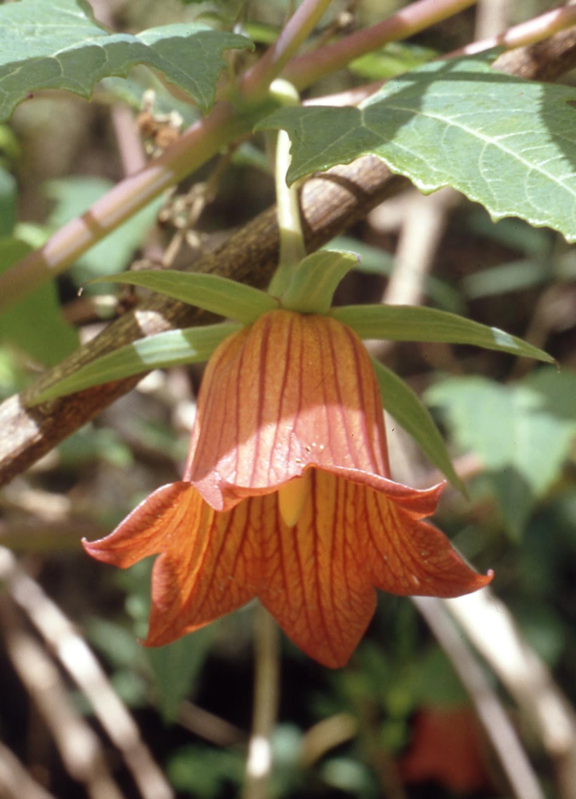 Canarina canariensis (Canary bell-flower)