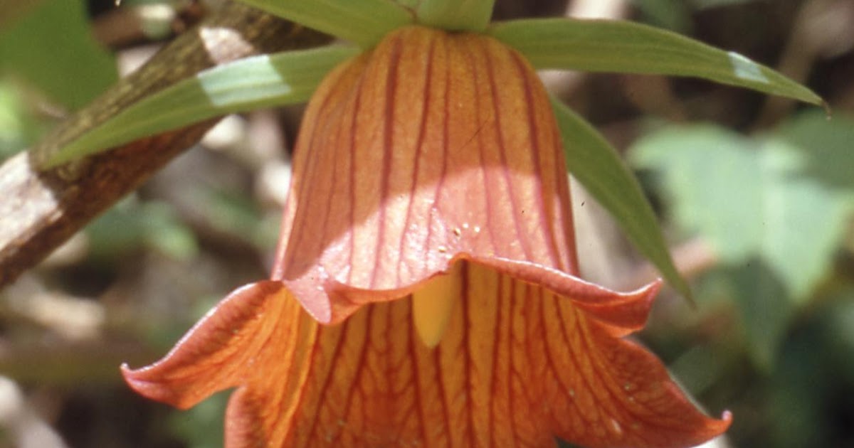 Canarina canariensis (Canary bell-flower)