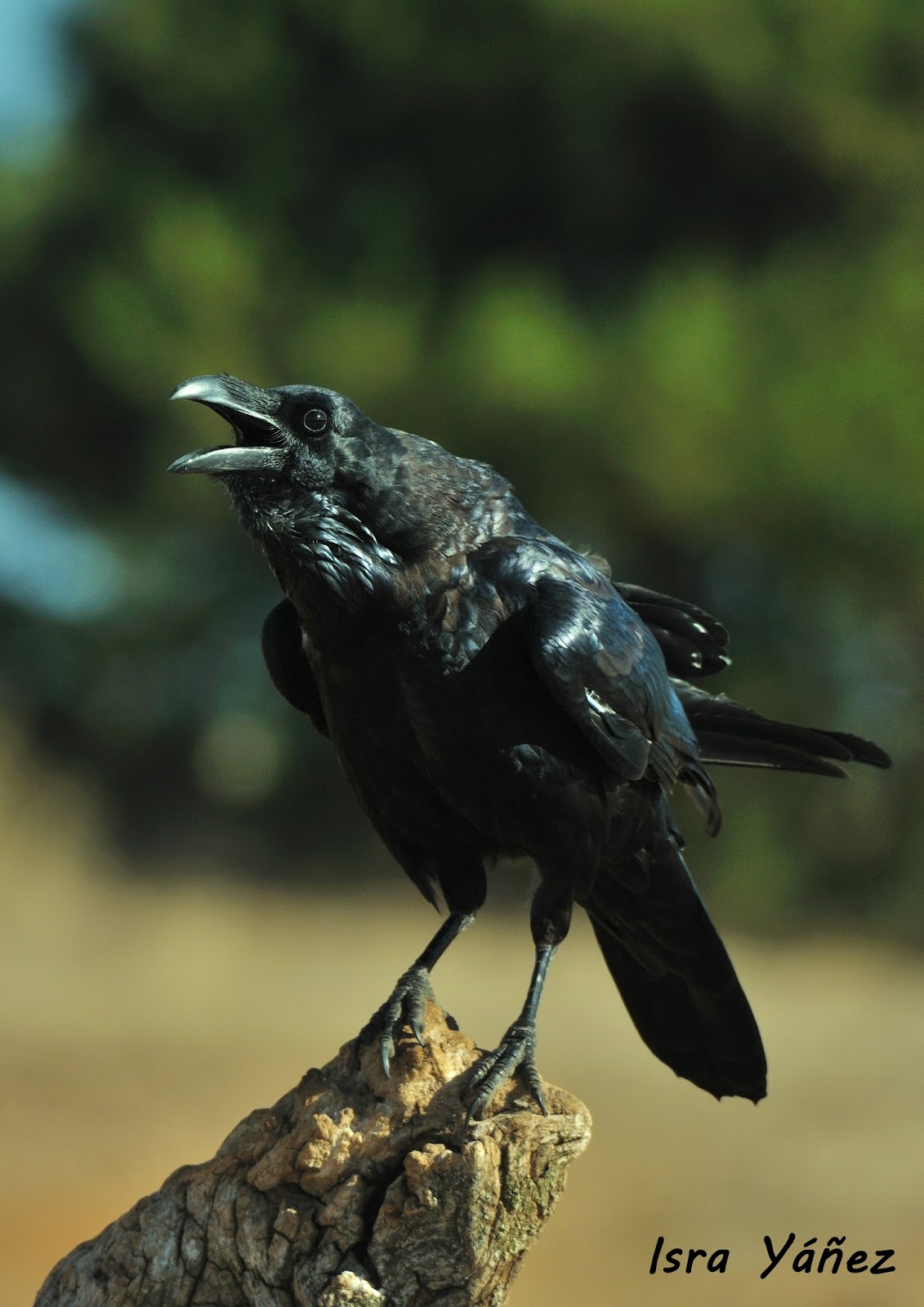 Naturaleza de Quintanilla del Agua (Burgos): Septiembre en "Las ...