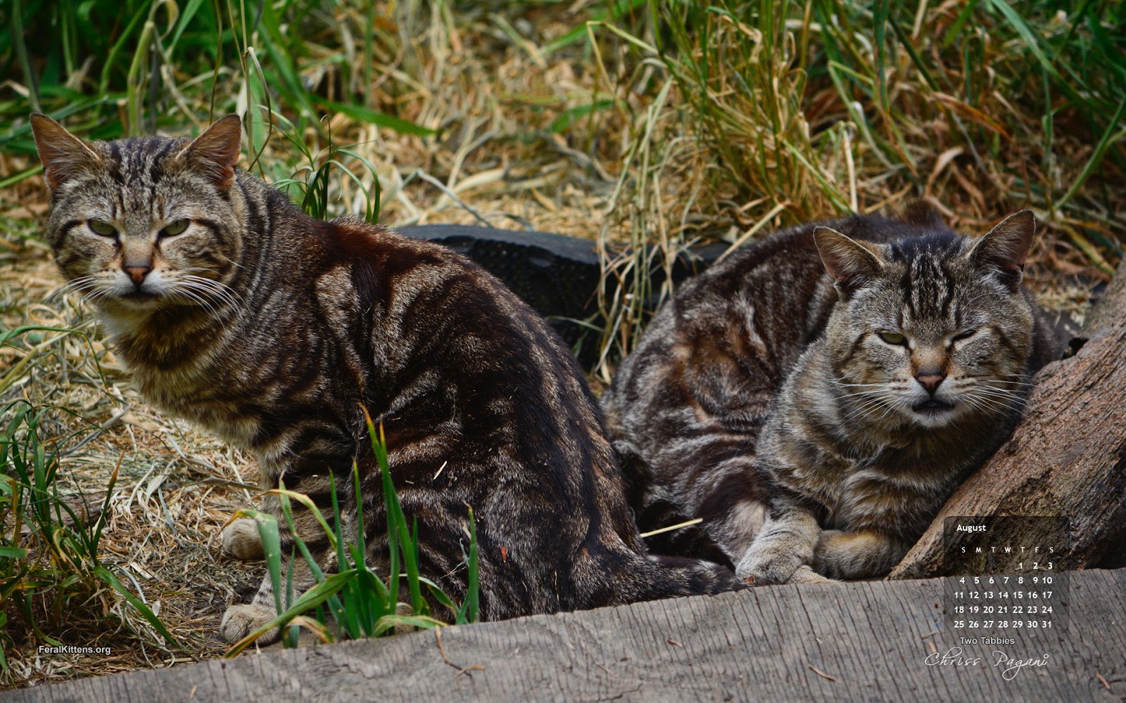 August Cat of the Month Calendar Wallpaper - Two Feral Tabbies
