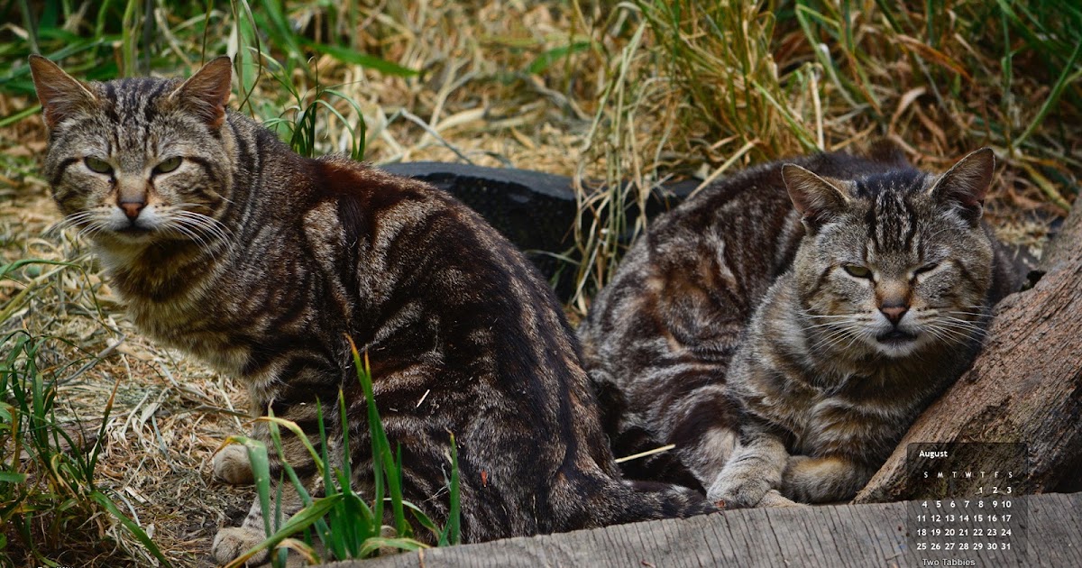 August Cat of the Month Calendar Wallpaper - Two Feral Tabbies