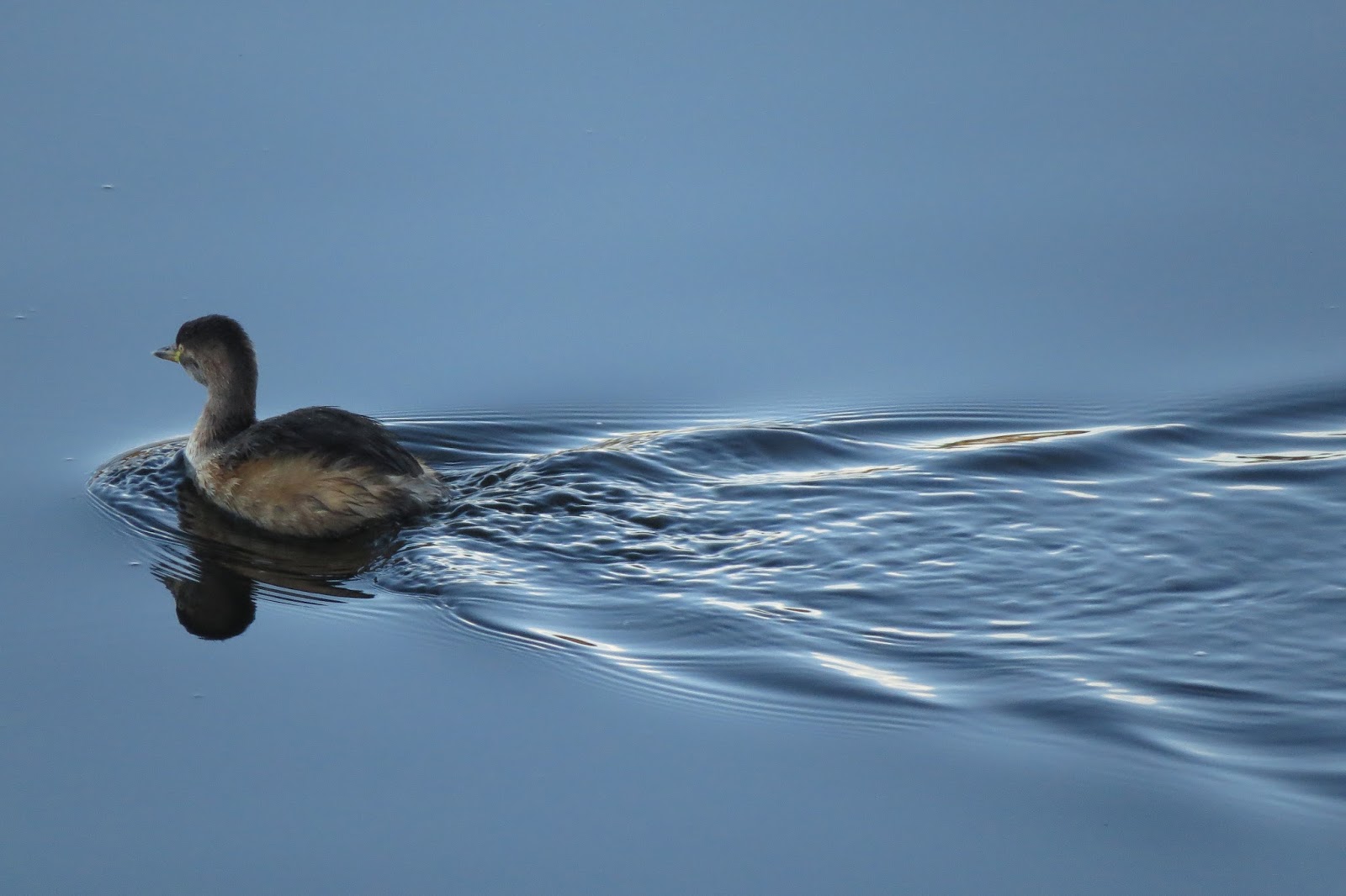 A Strong Belief in Wicker: Putta Bucca Wetlands