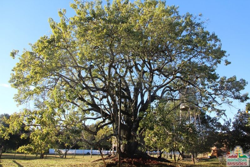 Jornal Farroupilha Online: A lenda do Umbú / Folclore