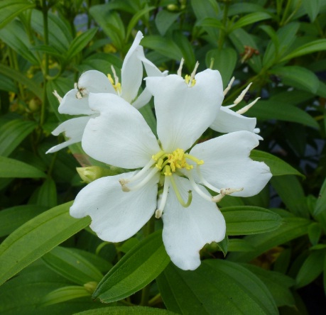 Greenfingers: Bunga Cantik Lagi