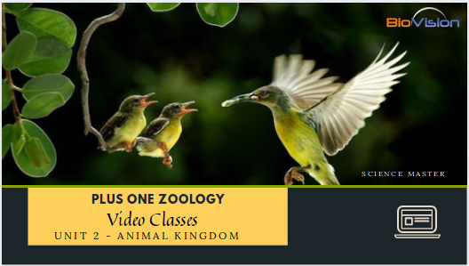 PLUS ONE ZOOLOGY - UNIT 2 ANIMAL KINGDOM - VIDEO LESSONS
