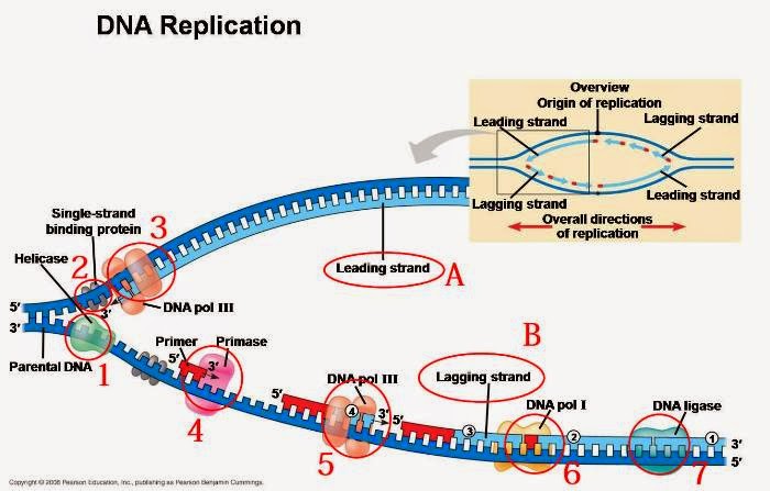 7 Tahapan Replikasi DNA Secara Rinci - Biologi Edukasi: Belajar Sains ...