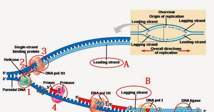7 Tahapan Replikasi DNA Secara Rinci - Biologi Edukasi: Belajar Sains ...
