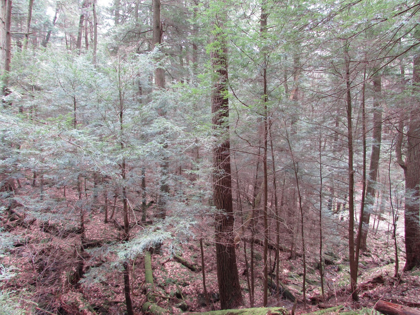 Cook Forest State Park: Tranquil Old Growth Forest, the Clarion River ...