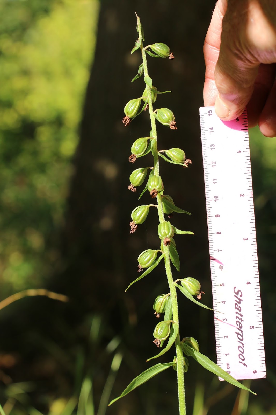 Hooky Natural History: Helleborines (Epipactis) in Fruit