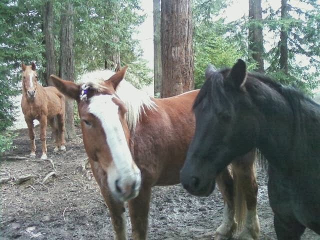 Jackson Hill Horsey Girl: 2013