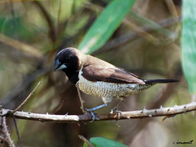 Mengenal Burung Pipit (Bondol) dan Macam-macam Jenisnya | 1001 Catatan ...