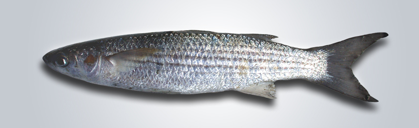 CURSO DE OBTENCIÓN DE LICENCIA DE PESCA CONTINENTAL EN ANDALUCÍA ...