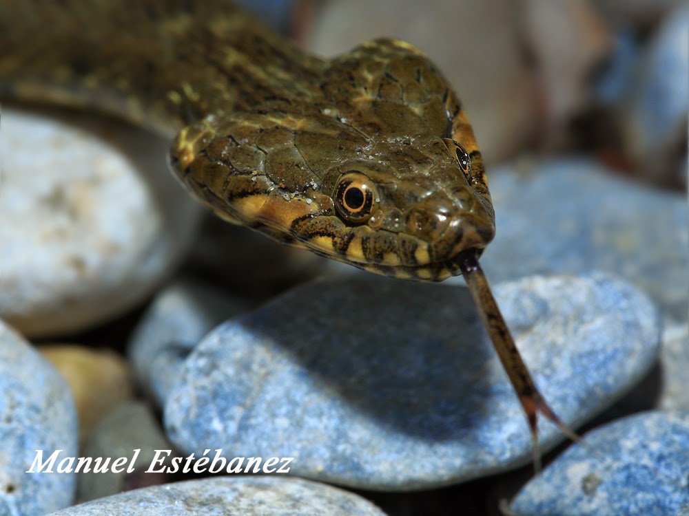 Miradas Cantábricas: Culebra viperina o culebra de agua (Natrix maura)