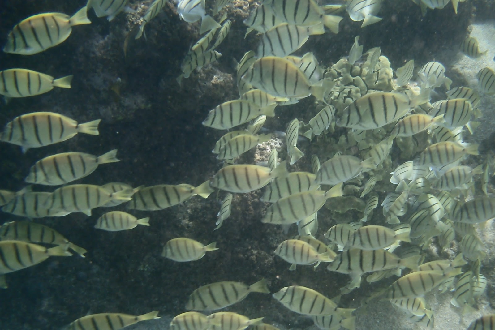 Donnelly Oceantics: AUGUST 12, 2012 - Native Plants and Mini Golf