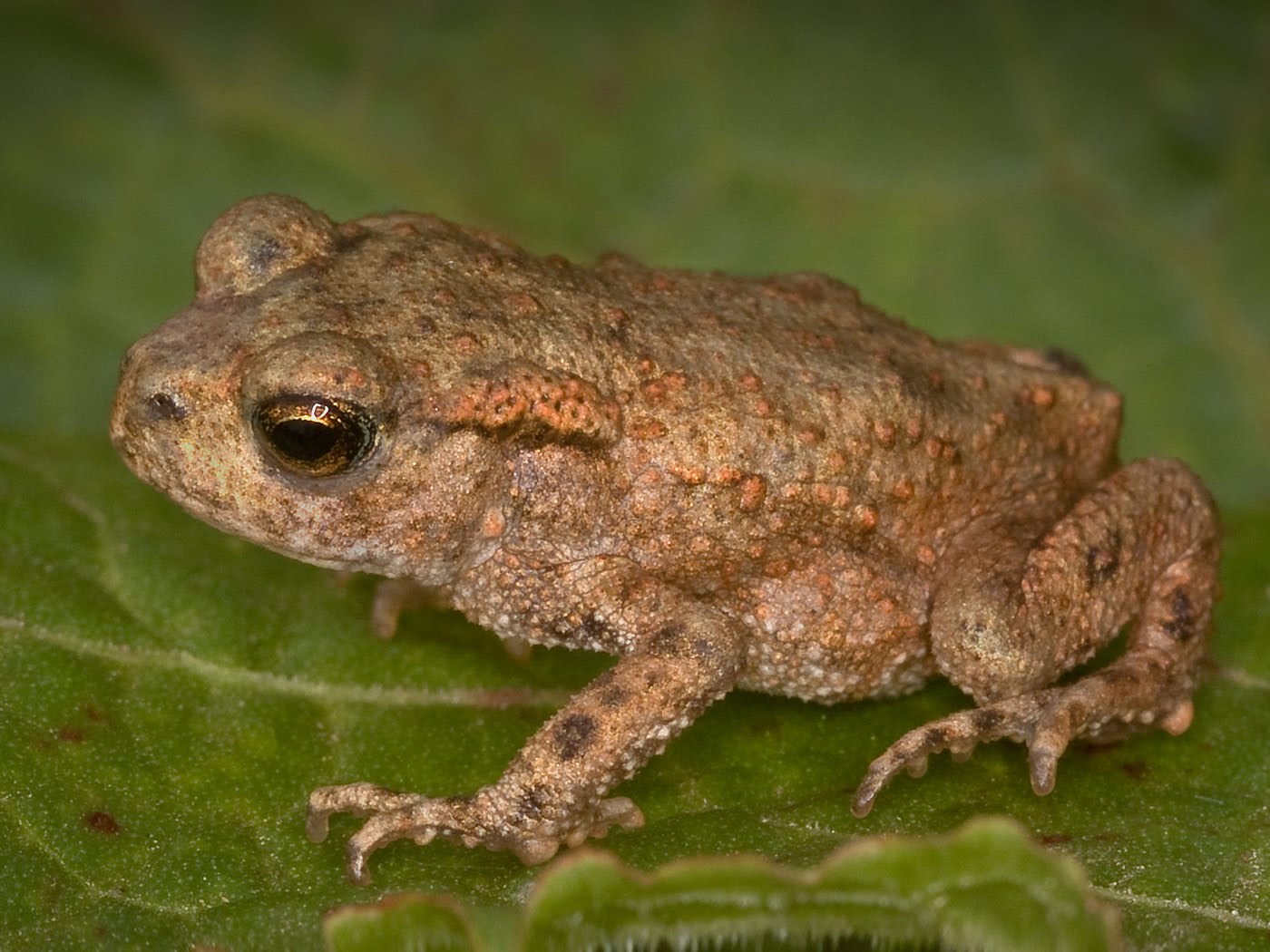 Wildlife at Alton Water Reservoir: Toadlet