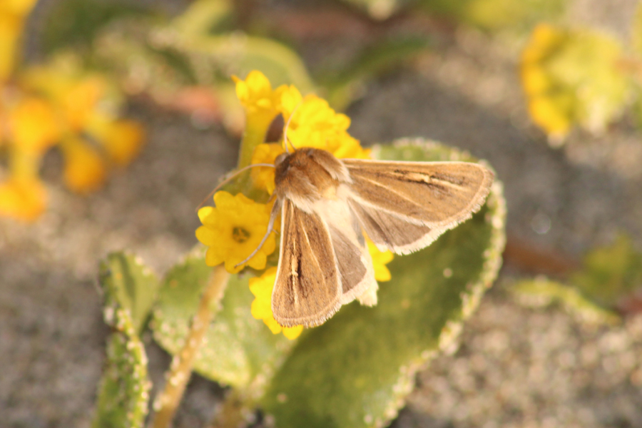 The Naturalest Naturalist: Saanichton Spit's Sensitive Species