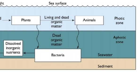 Principle of organic cycling and detritus food chain