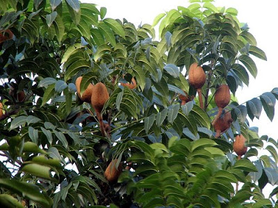 elarbolmiamigo-encinarosa: Swietenia mahagoni - Caobo