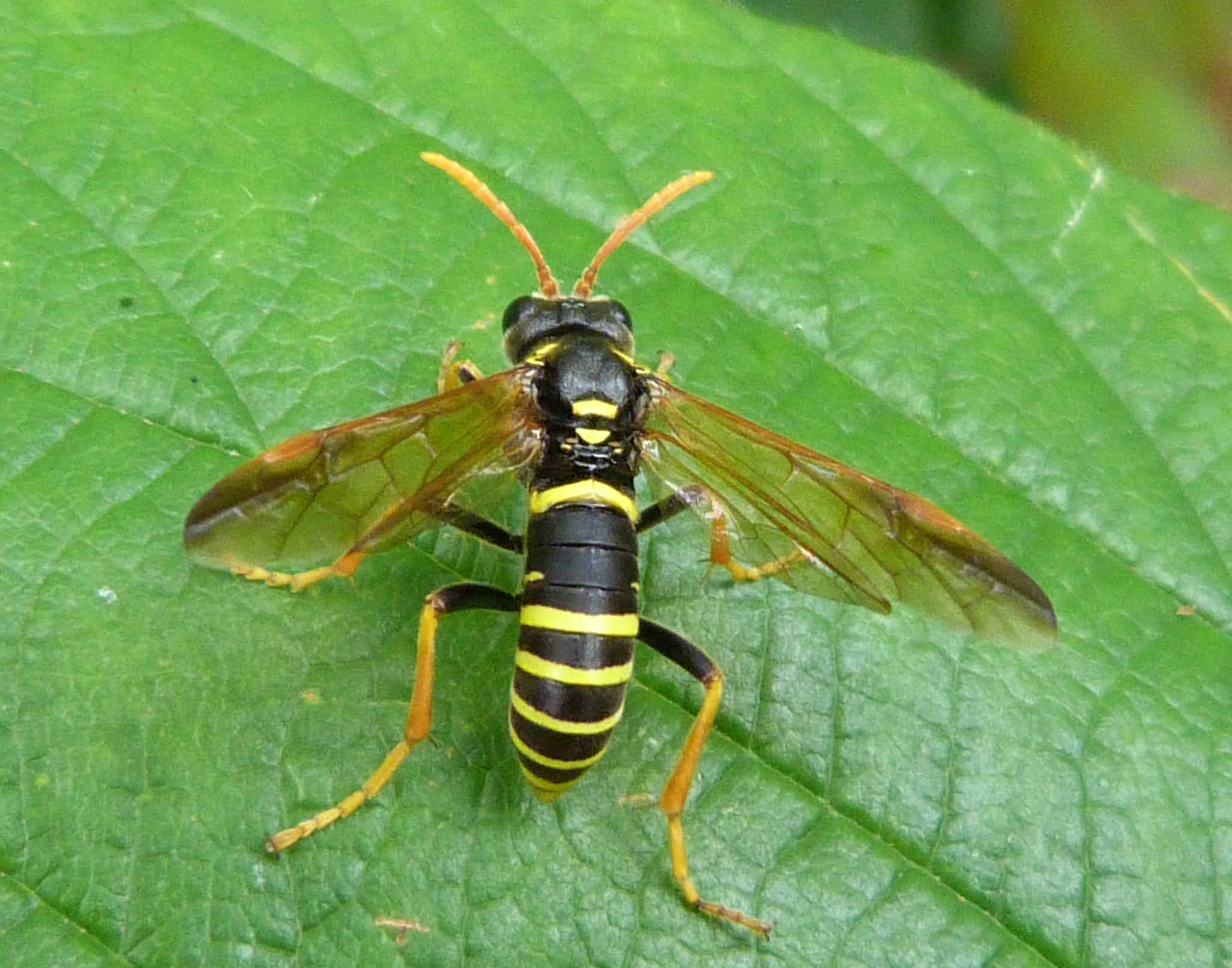 Insects of Scotland: Bees/Wasps/Ichneumons/Sawflies/Ants