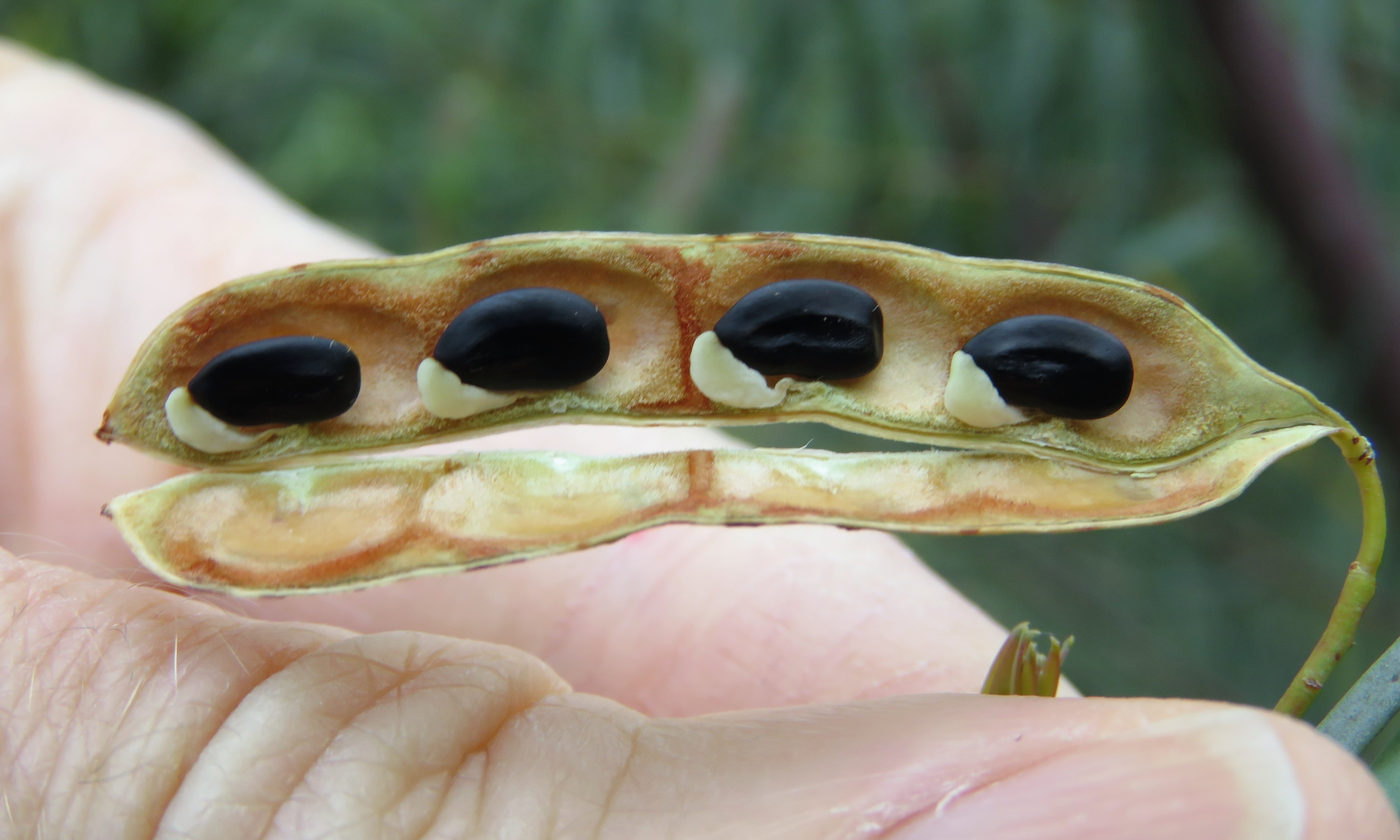 Searching the kitchen for a true aril